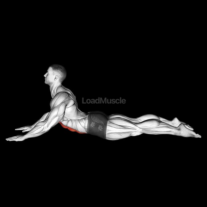 Lying (prone) Abdominal Stretch: Exercise Guide | LoadMuscle