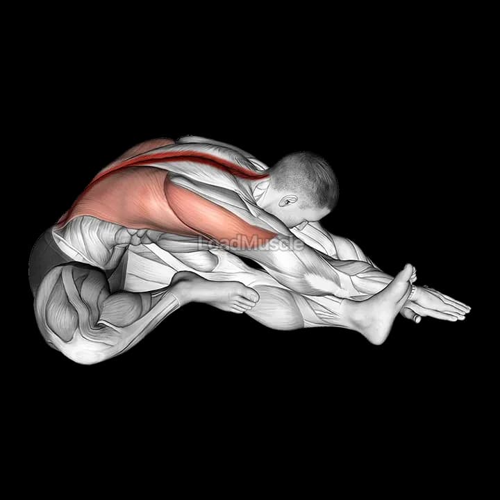 Sitting Side Reach Stretch: Exercise Guide | LoadMuscle