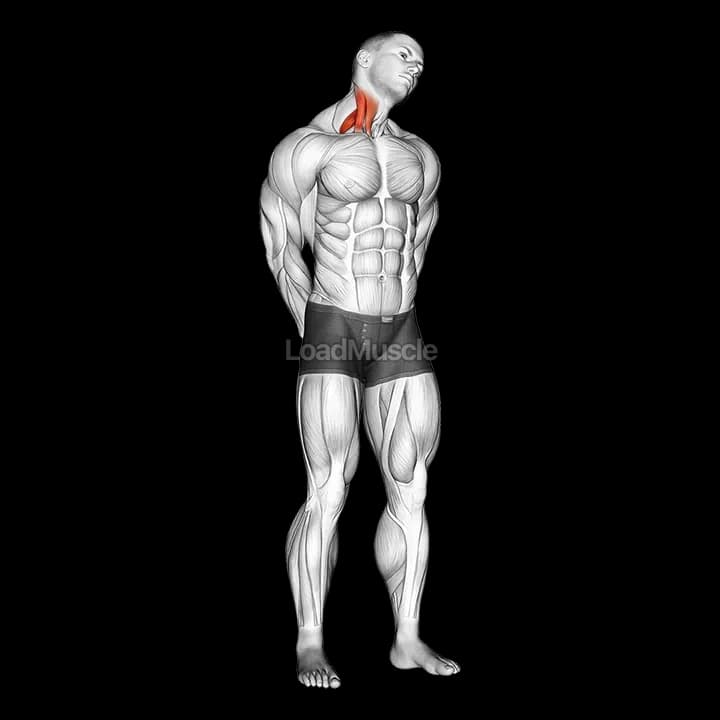Extension And Inclination Neck Stretch: Exercise Guide | LoadMuscle