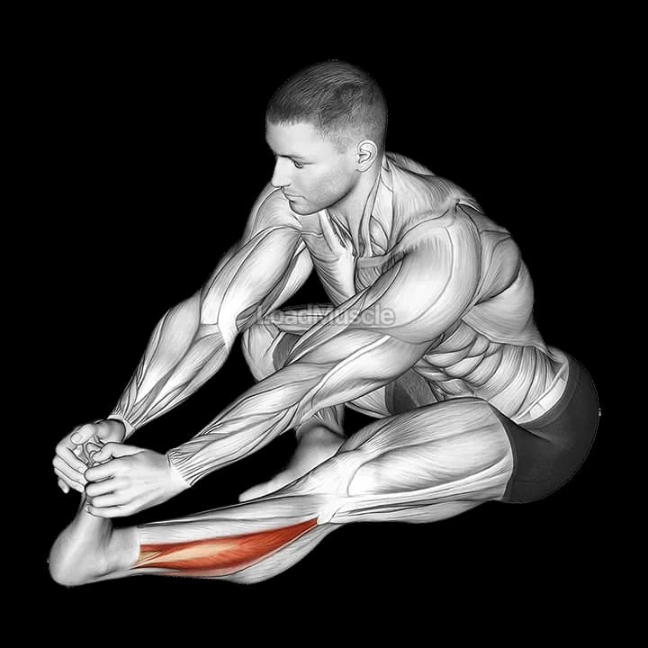 Sitting Toe Pull Calf Stretch: Exercise Guide | LoadMuscle