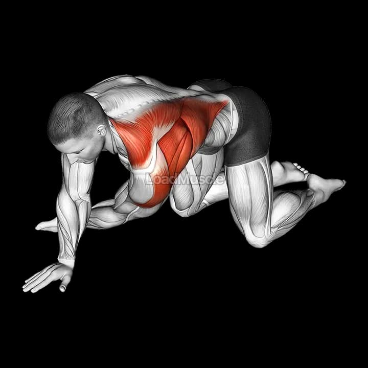 Kneeling T Spine Mobility Stretching: Exercise Guide | LoadMuscle