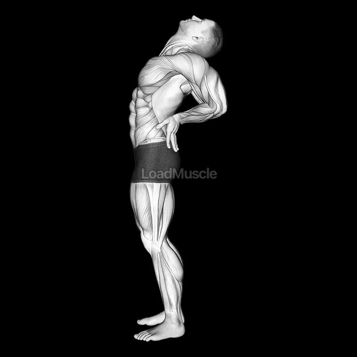 Static Position Standing: Exercise Guide | LoadMuscle
